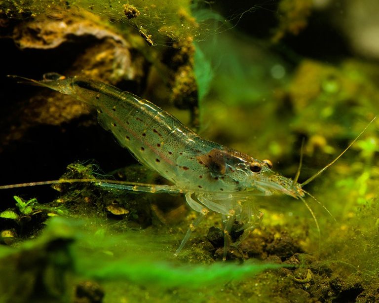 Amano Garnele - GarnelenAquarium.net